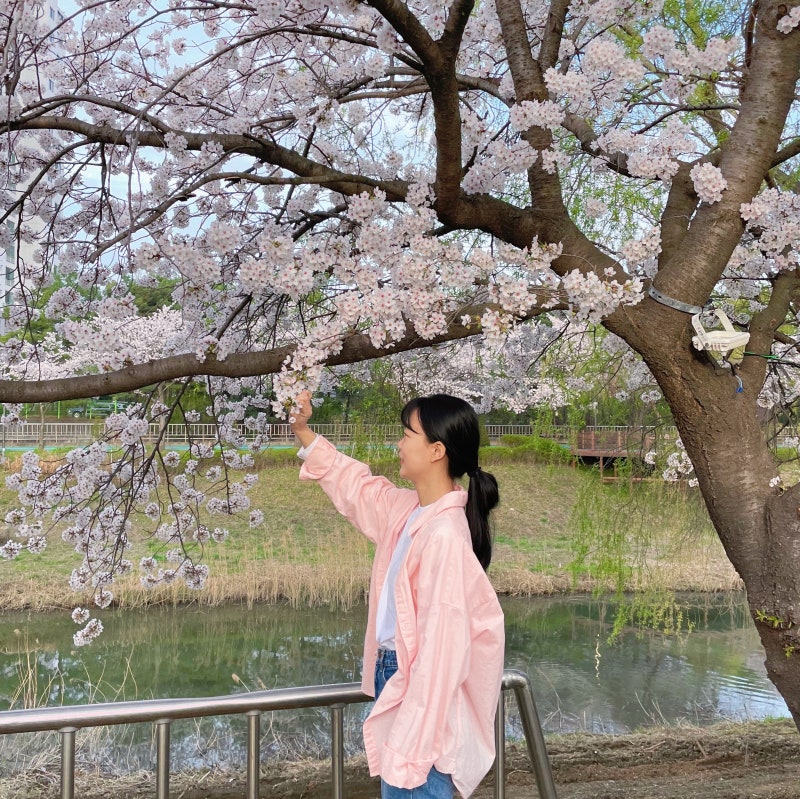 김포 계양천 산책로 사우벚꽃길 아침모습 Feat김포 강화 벚꽃스팟 추천 네이버 블로그
