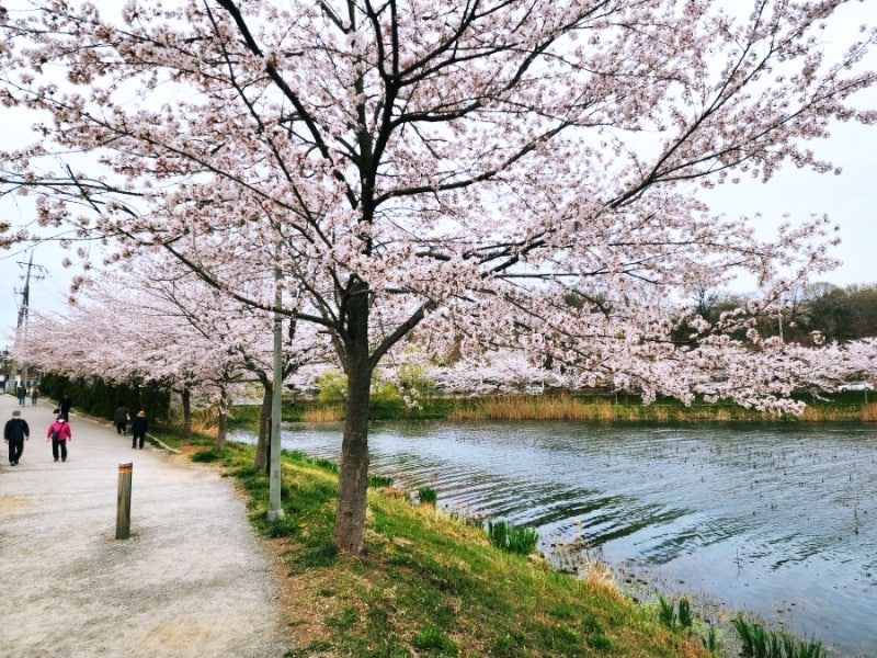 군산 벚꽃 명소 은파호수공원 벚꽃 만개한 둘레길 5km 걷기 네이버 블로그