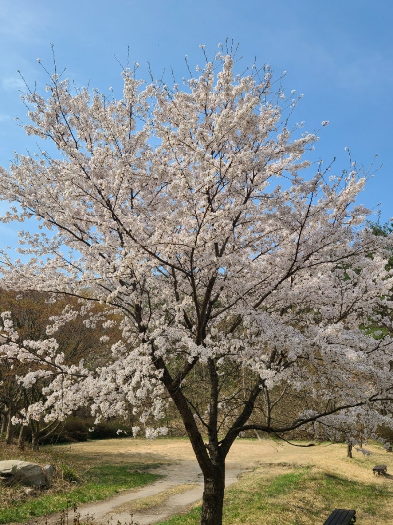 부안 내변산 상서분소 주변 임도 산책하기개암사 주차장~월정약수~원점 네이버 블로그