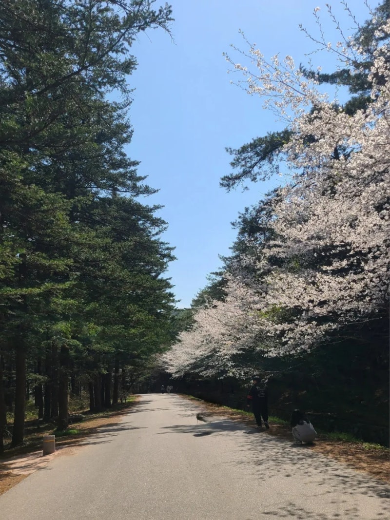 부안 내변산 상서분소 주변 임도 산책하기개암사 주차장~월정약수~원점 네이버 블로그