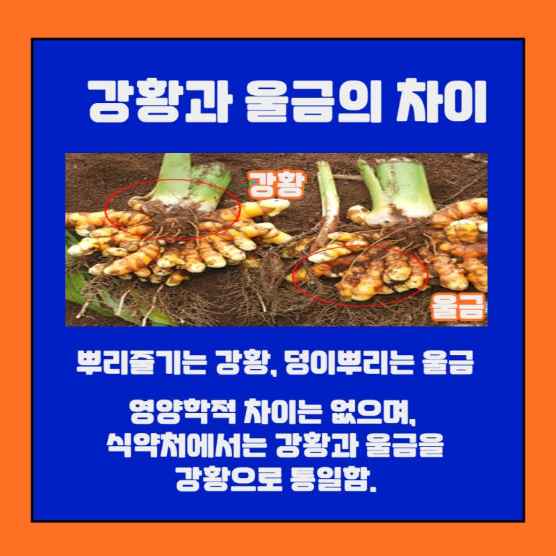 강황환 효능 및 울금 차이점 정리 가루 먹는 방법은 네이버 블로그