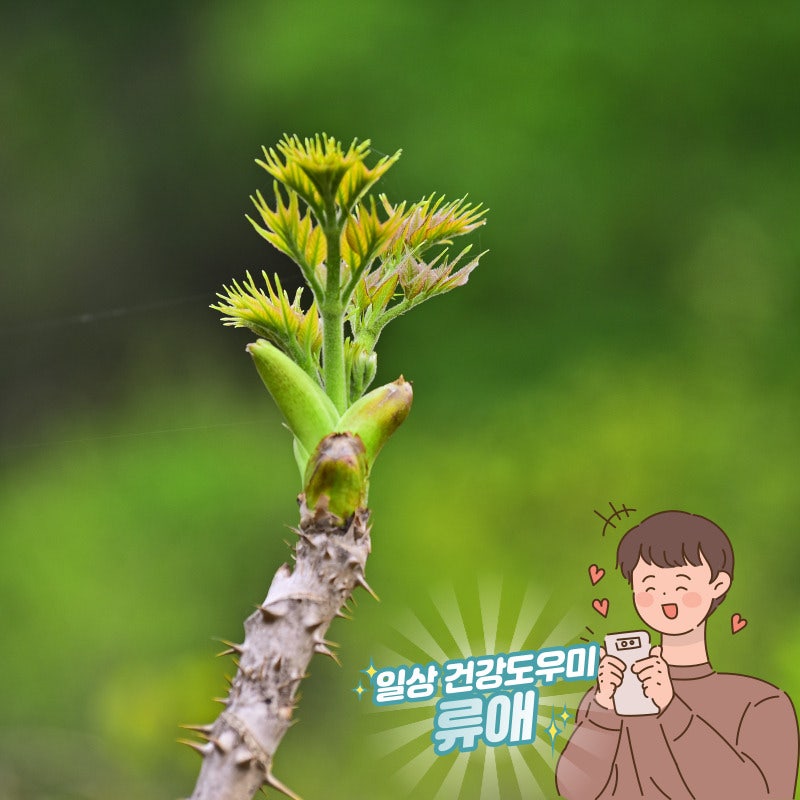 두릅 효능 및 영양 성분 부작용 땅두릅 참두릅 개두릅 나무두릅 네이버 블로그