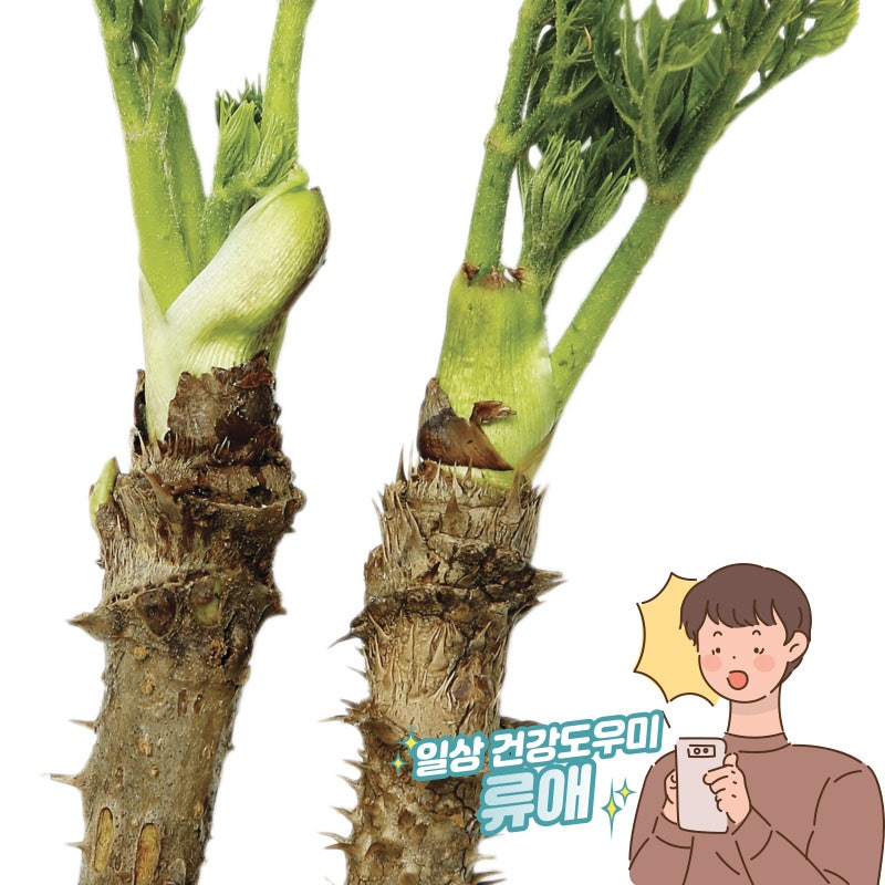 두릅 효능 및 영양 성분 부작용 땅두릅 참두릅 개두릅 나무두릅 네이버 블로그
