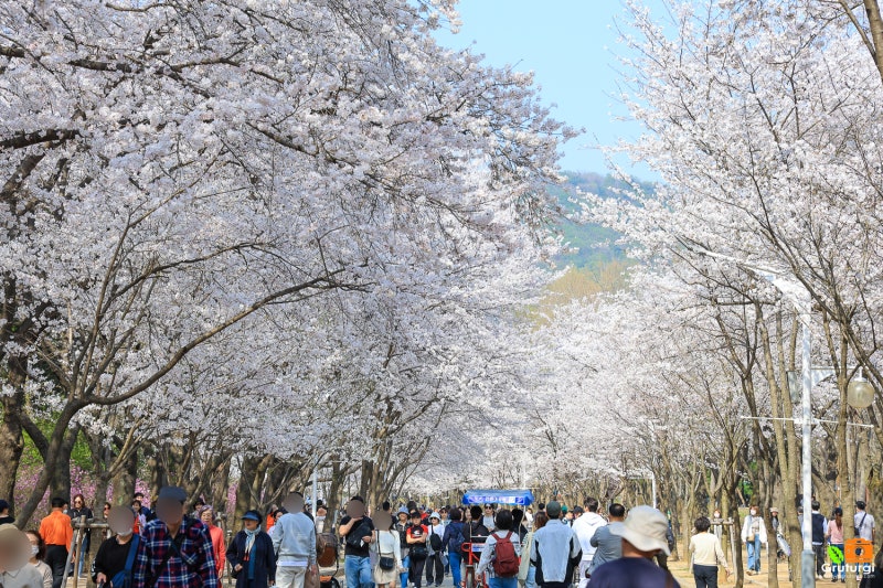 인천 벚꽃 명소 인천대공원 벚꽃축제 꽃구경 놀만한곳 네이버 블로그