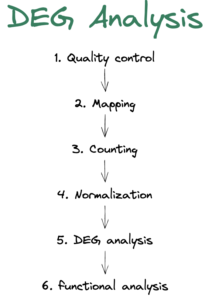 [Bioinformatics / RNA-Seq] STAR를 이용한 DEG 분석 (Differentially Expressed ...
