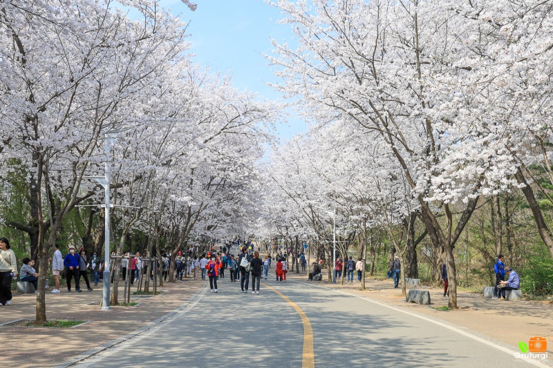 인천 벚꽃 명소 인천대공원 벚꽃축제 꽃구경 놀만한곳 네이버 블로그