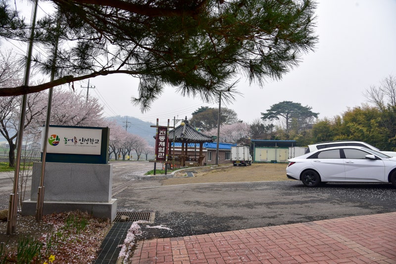 홍성 가볼만한곳 홍성거북이마을 수선화 벚꽃 충남 드라이브코스 네이버 블로그
