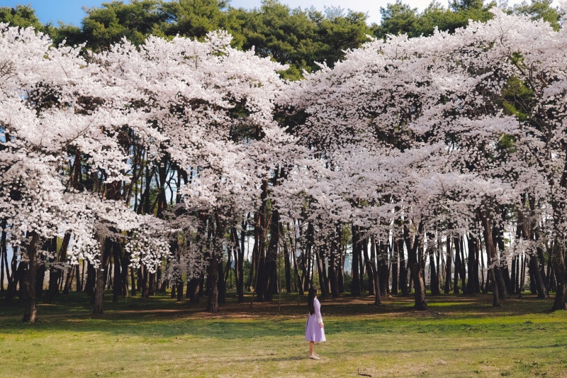 강릉 벚꽃명소 허균 허난설헌 기념공원🌸 네이버 블로그