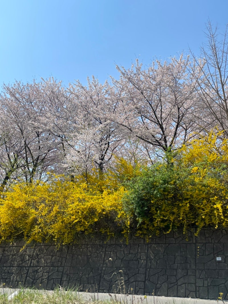 여행 벚꽃시즌 화담숲 화담숲 벚꽃구경 경기도 광주 드라이브 봄꽃명소 네이버 블로그