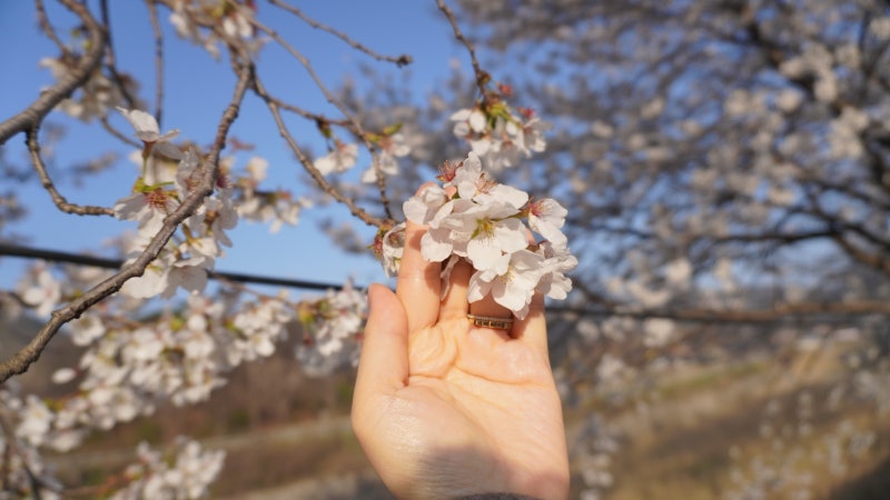파주 서울근교 벚꽃명소 파평 밤고지마을 네이버 블로그