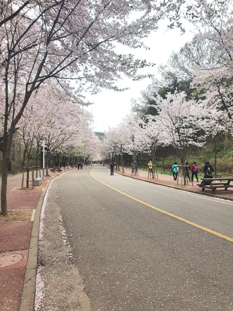 네이버 인플루언서