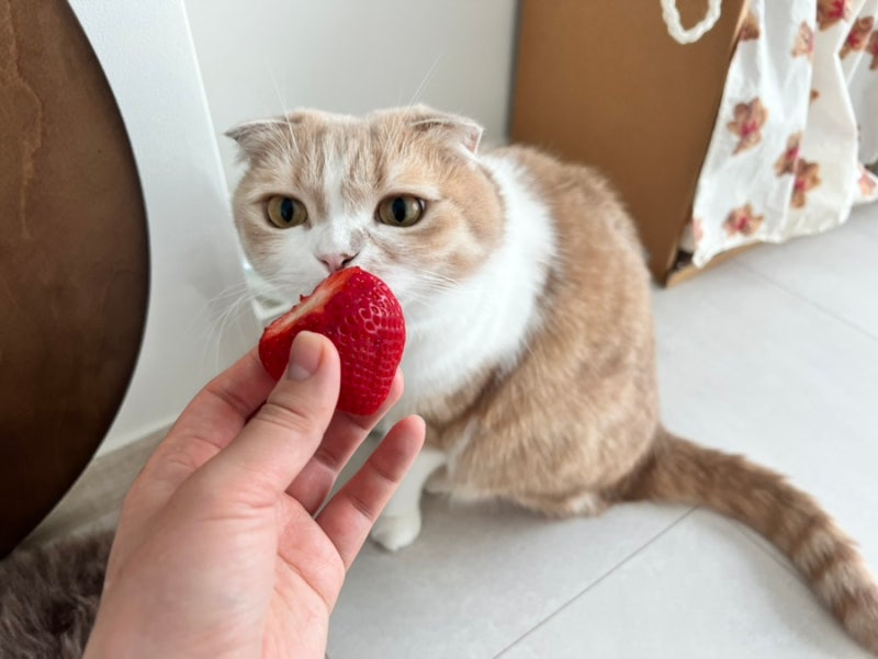 네이버 인플루언서
