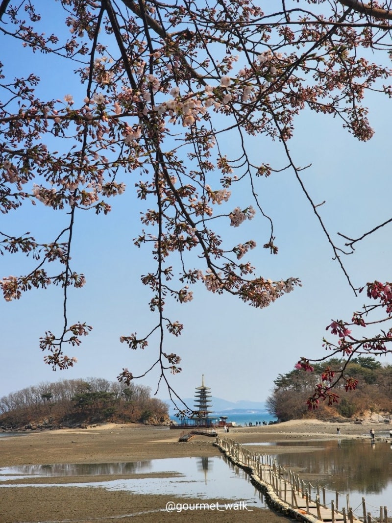 충남 태안 안면도 안면암 벚꽃 동백 성지 서해 바다 위를 걸어볼 수 있는 힐링가득 봄 추천 여행지 물때 보는법 주차