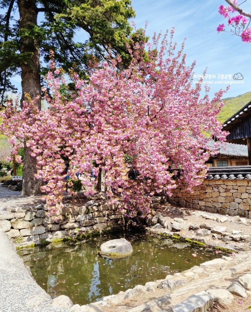 겹벚꽃 명소 순천 선암사 겹벚꽃 개화시기 꽃말 네이버 블로그