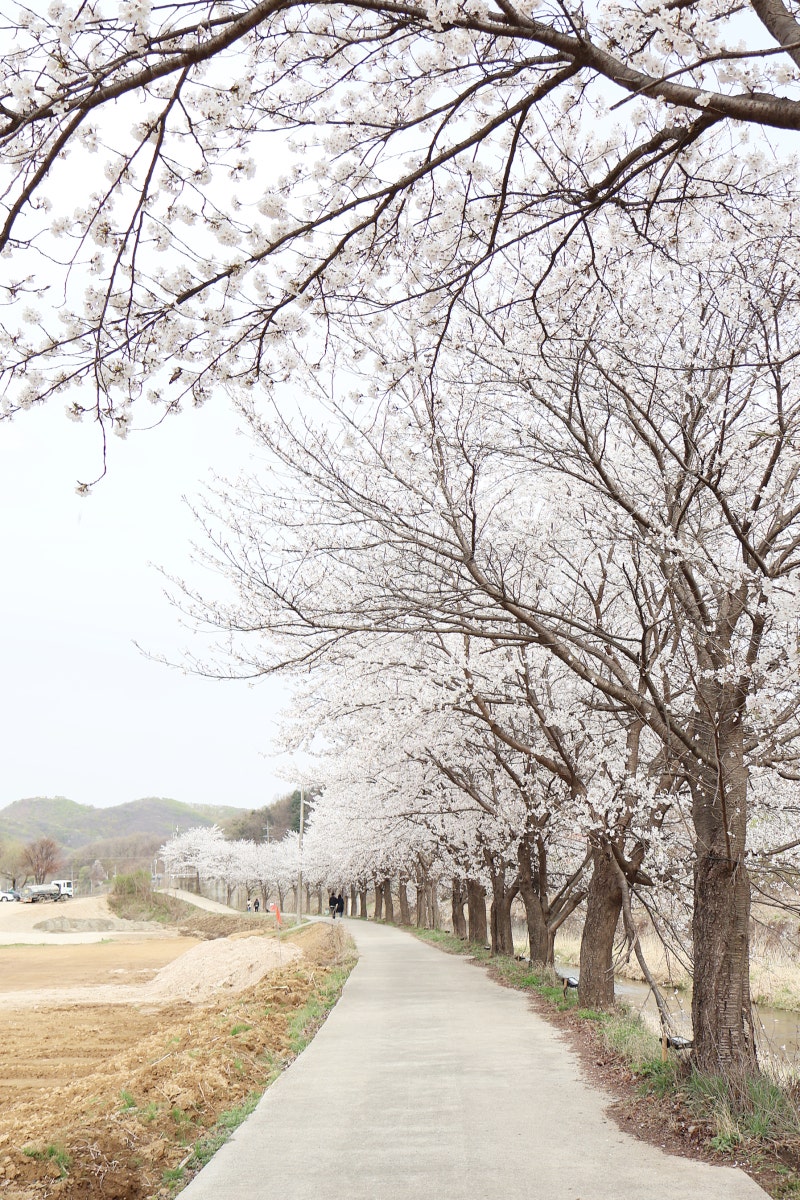 파주 벚꽃 두포리 밤고지마을 곧 만개할듯 네이버 블로그