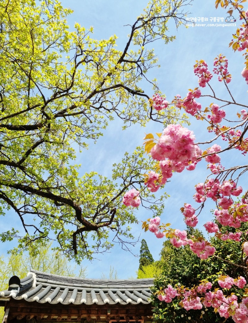 겹벚꽃 명소 순천 선암사 겹벚꽃 개화시기 꽃말 네이버 블로그