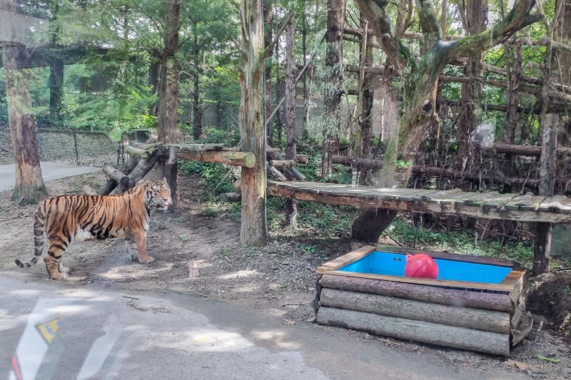 용인 에버랜드 큐패스 사파리 예약 방법ft야놀자 단독 구매 할인 네이버 블로그
