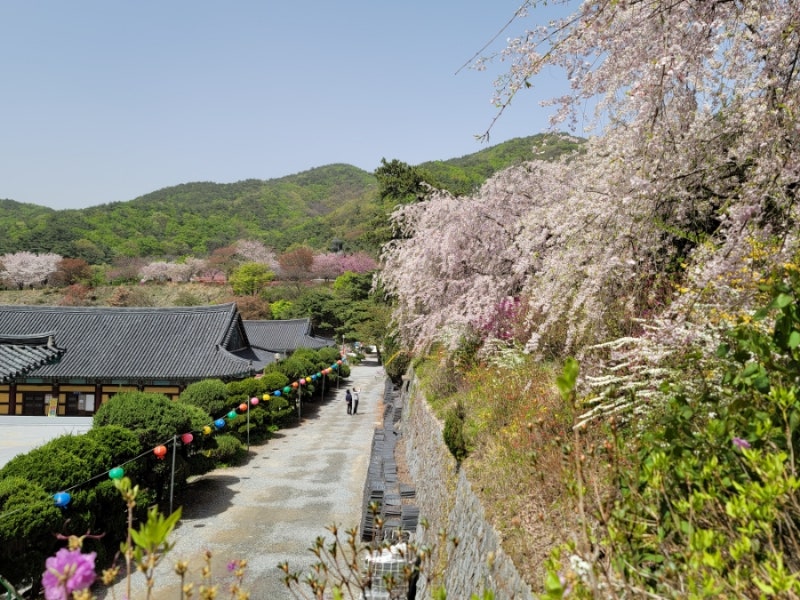 천안각원사겹벚꽃 천안여행 천안각원사 천안겹벚꽃명소 천안 각원사 네이버 블로그
