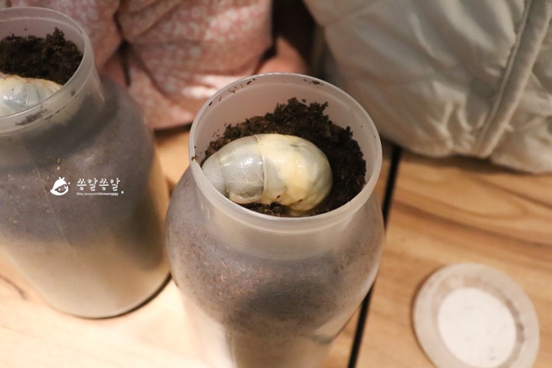김포 곤충체험 농장 꿈꾸는파브르 2시간 순삭 네이버 블로그