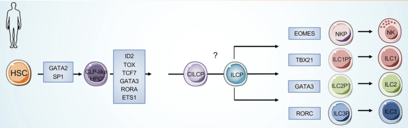 T cells & NK & ILC : 네이버 블로그