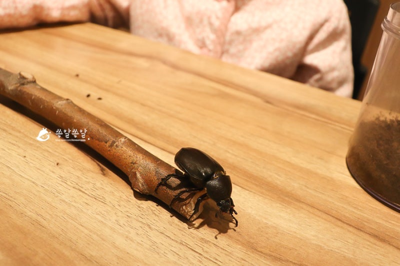 김포 곤충체험 농장 꿈꾸는파브르 2시간 순삭 네이버 블로그