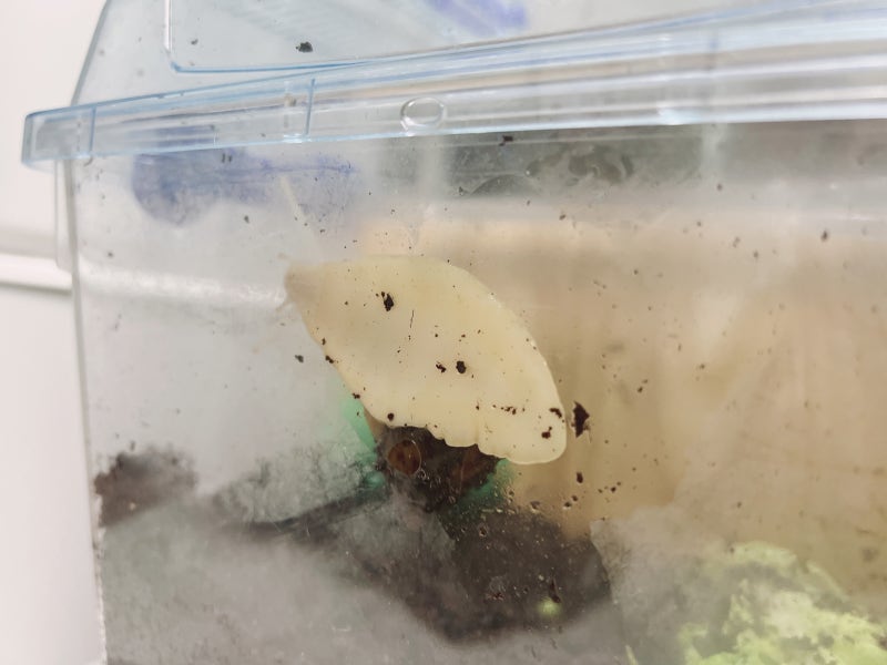 야생 명주 달팽이 키우기 짝짓기 번식 및 알 부화 수명 까지 키우는법 네이버 블로그