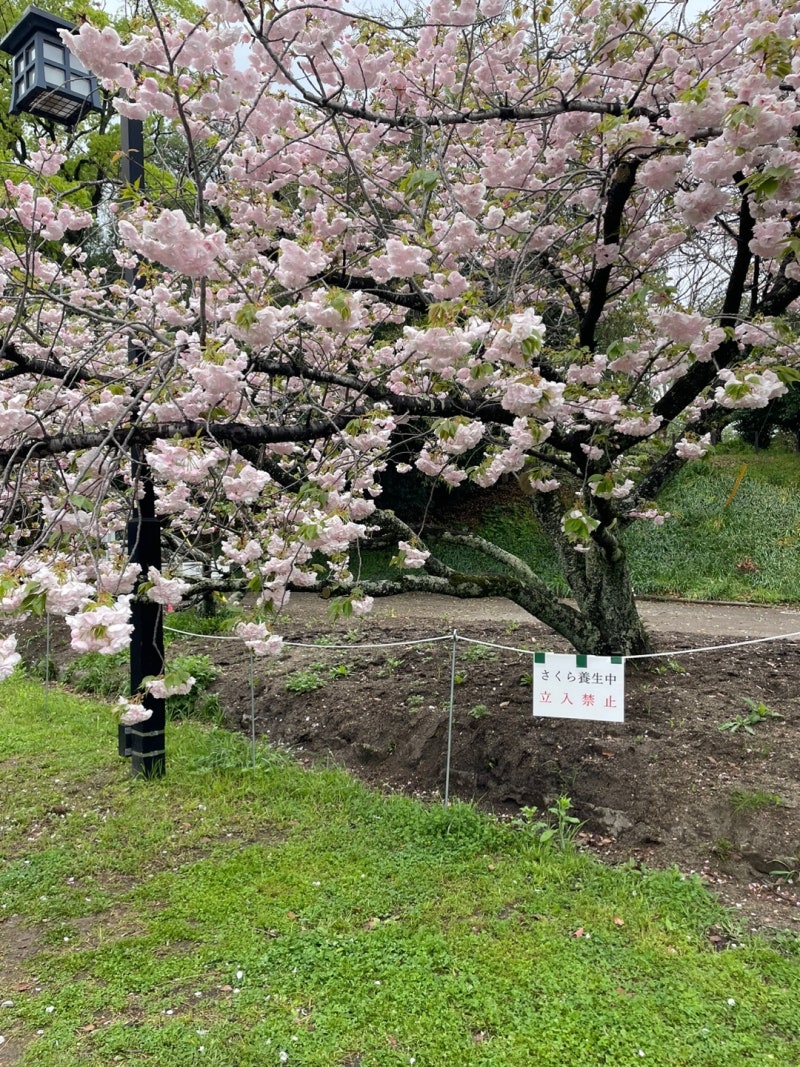 후쿠오카 2박3일 일본여행벚꽃 명소 마이즈루 오호리공원일본정원 산책코스하네우시 롯폰마쯔 네이버 블로그