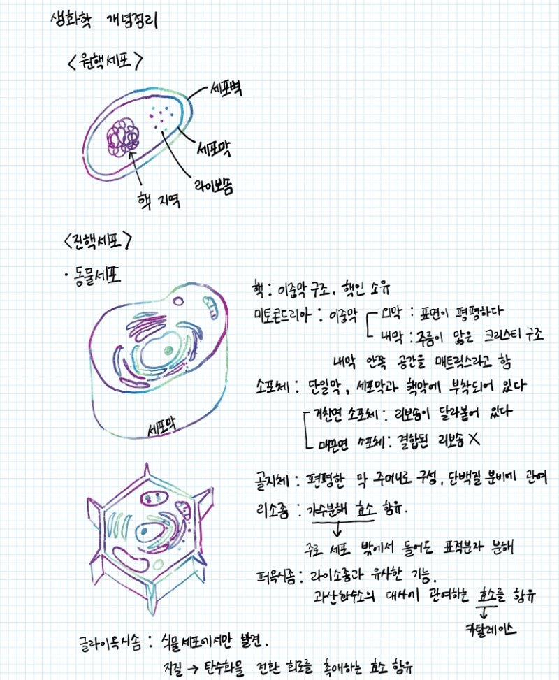 원핵생물과 진핵생물 원핵세포와 진핵세포 세포소기관의 종류와 기능 네이버 블로그