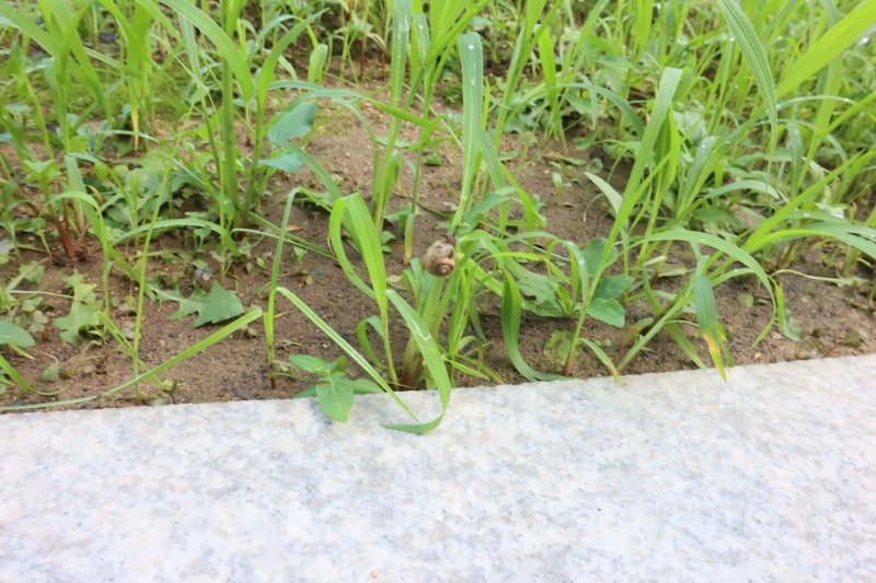 야생 명주 달팽이 키우기 짝짓기 번식 및 알 부화 수명 까지 키우는법 네이버 블로그
