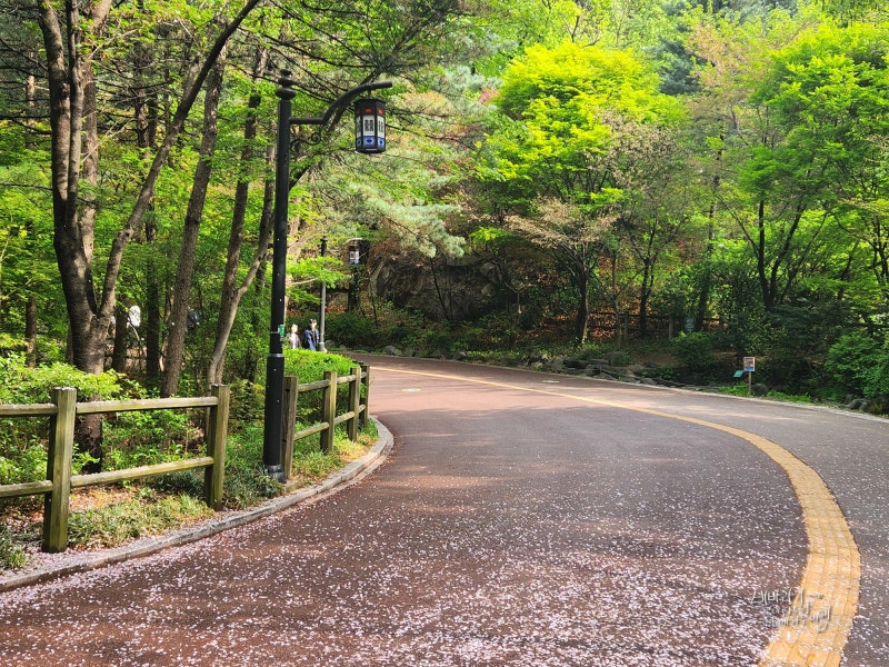 서울 남산 산책로 백범광장 공원 성곽길 남산 둘레길 남산골 한옥마을 네이버 블로그