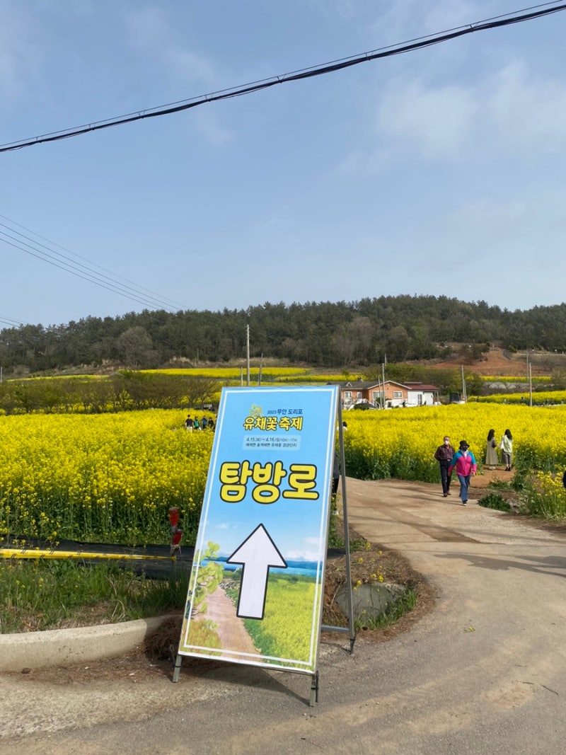 무안 가볼만한 곳 ‘무안 도리포 유채꽃 축제‘ 후기 주차 먹거리 서이추환영 네이버 블로그