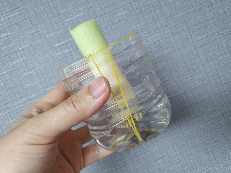 대파심는시기 대파모종 심기 파종시기 대파꽃 집에서 수경재배 대파키우기 네이버 블로그