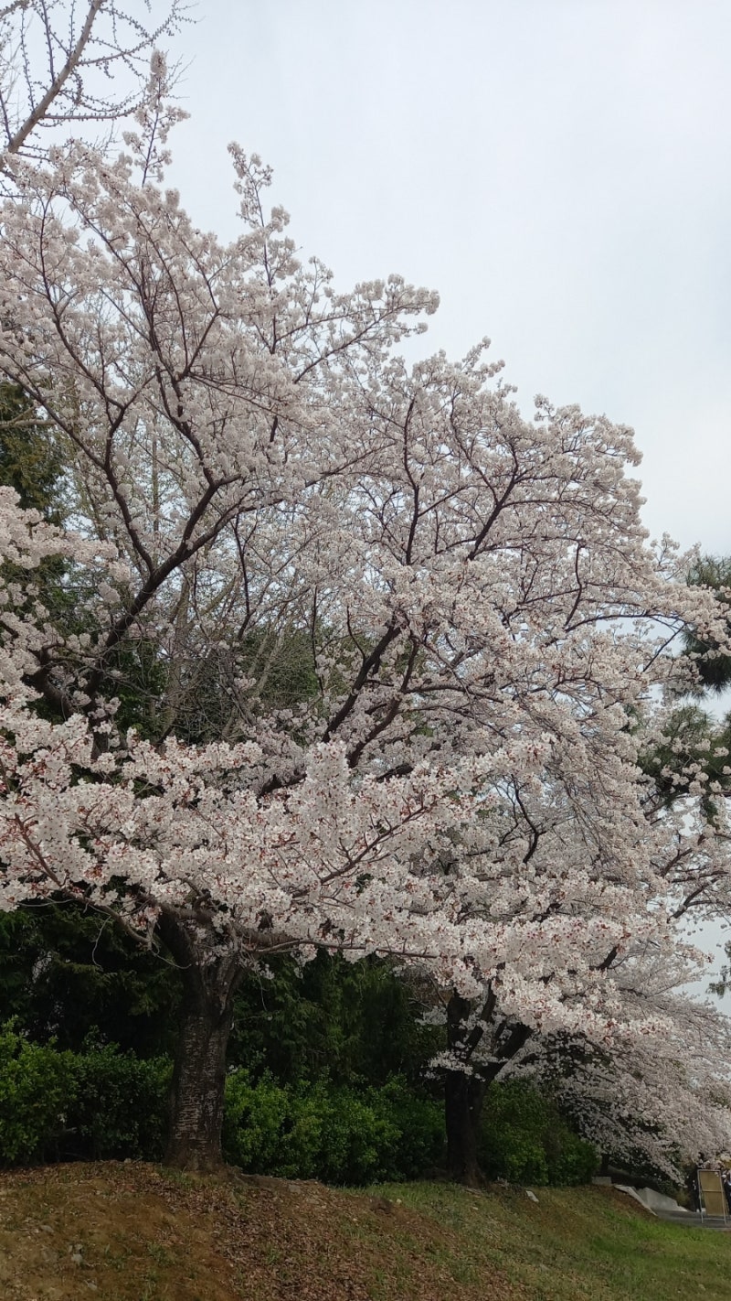 진해 군항제 : 네이버 블로그