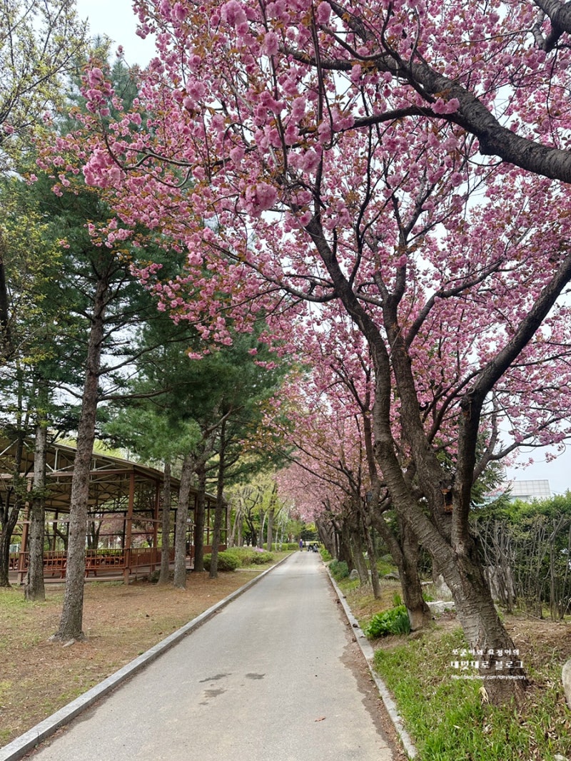 춘천 가볼만한곳 강원도립화목원 겹벚꽃길 위치 네이버 블로그