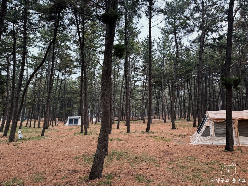 헬리녹스 텐트 3종 리뷰 택티컬 필드 터널 브이타프까지 네이버 블로그