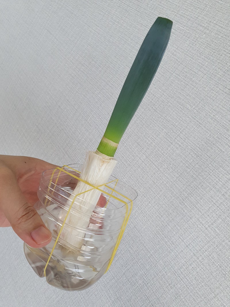대파심는시기 대파모종 심기 파종시기 대파꽃 집에서 수경재배 대파키우기 네이버 블로그