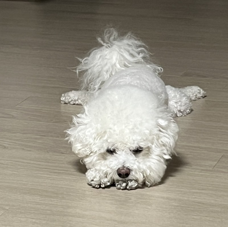 울애기 미용하는날대구 상인동 강아지 미용 비숑 미용 스포팅 귀툭튀 타임투그루밍 대구비숑미용전문 네이버 블로그