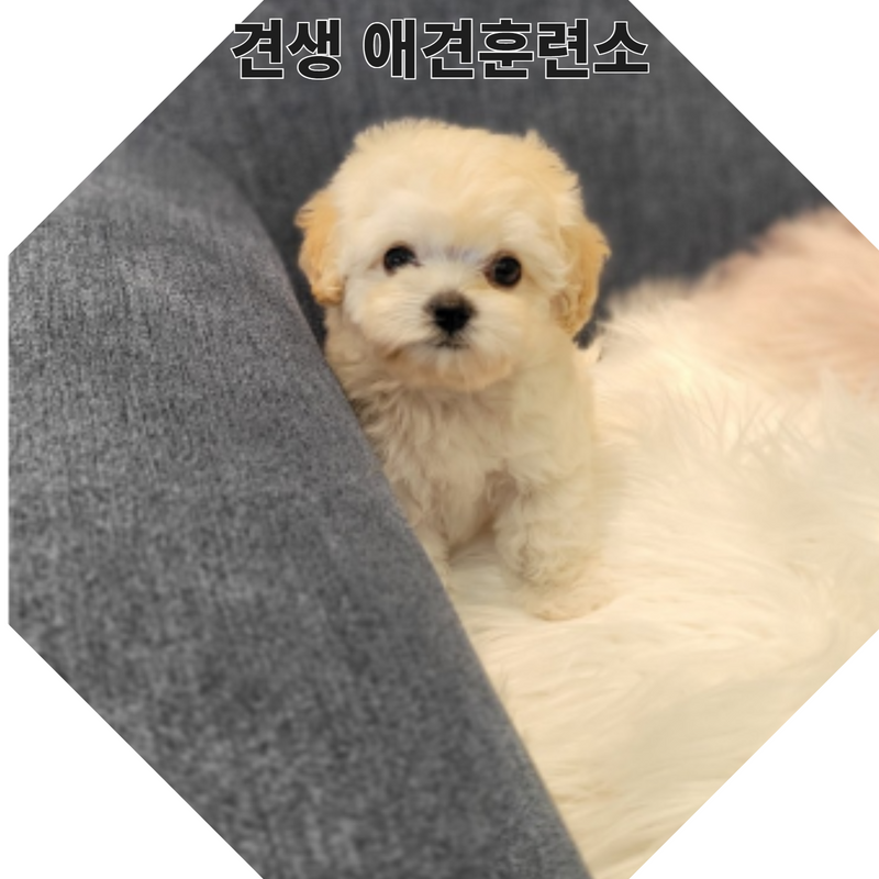 견생 애견훈련소 강아지 이중모 단일모 차이점 네이버 블로그