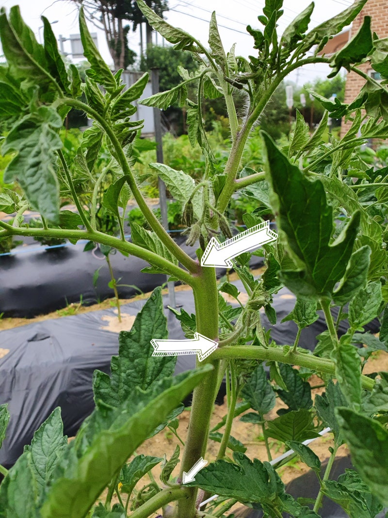 방울토마토 키우기 모종 심기 가지치기 순지르기 곁순제거 지지대 네이버 블로그