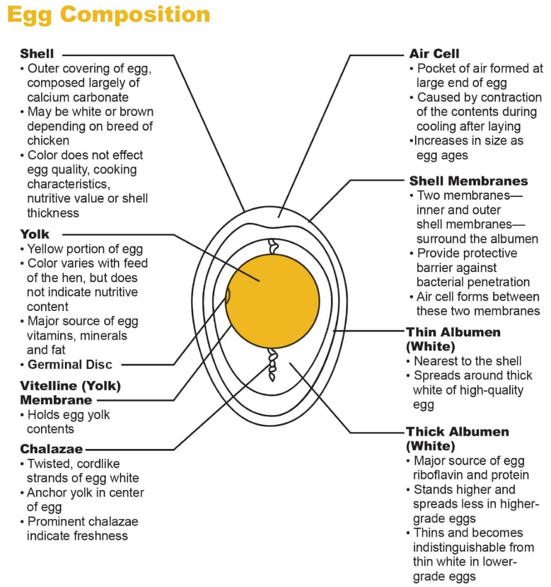 Egg composition(계란 구성요소들 해부도)_Shell껍질,Air Cell기실,Yolk노른자,Chalazae알끈 ...