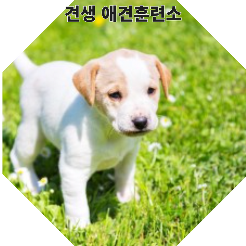 견생 애견훈련소 강아지 이중모 단일모 차이점 네이버 블로그