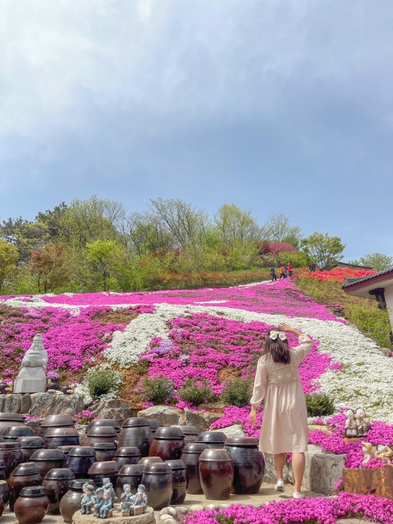 경남 4월 5월 가볼만한 곳 대구근교 드라이브 산청 꽃잔디 대명사 꽃구경 여행 네이버 블로그