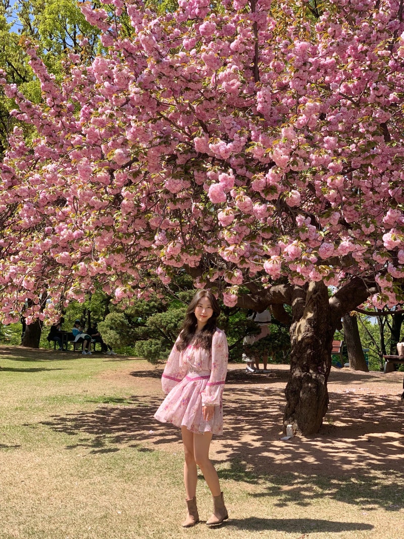 여의도 419서울 숨은 겹벚꽃 명소 피크닉도 가능한 국회의사당 사랑재 겹벚꽃 현황 네이버 블로그