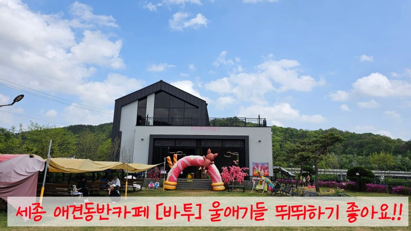 세종 애견동반카페 바투 울애기들 뛰뛰하기 좋아요 네이버 블로그