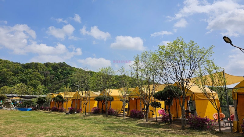 세종 애견동반카페 바투 울애기들 뛰뛰하기 좋아요 네이버 블로그