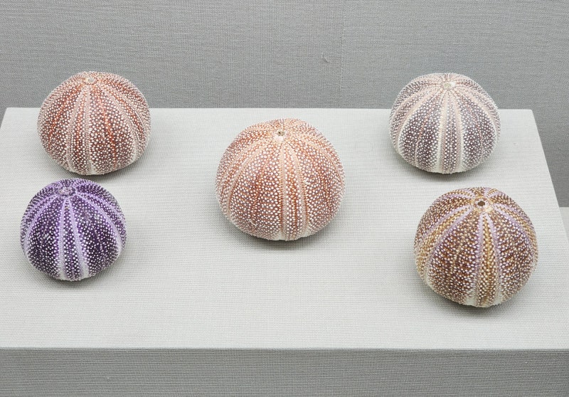 부산 가볼만한곳 부산해양자연사박물관2 I 비올때 실내데이트 I 기획전시 종합전시실 네이버 블로그