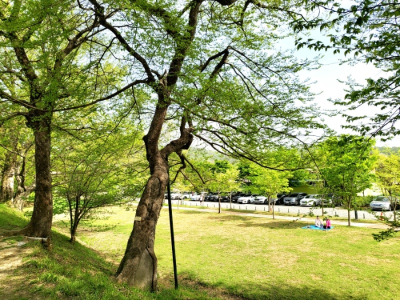 담양 가볼만한 곳 관방제림 주차장 네이버 블로그