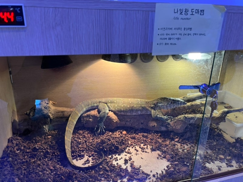 광안리 세븐테마카페 이색체험 데이트공간,아이들과 함께가기 너무 좋은곳!돼지도 만나고 뱀도 만져보고~ : 네이버 블로그