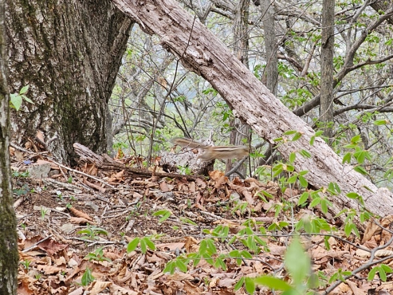 무주 적상산 등산코스 향로봉 정상과 안렴대 안국사 최단코스 산행 이야기 네이버 블로그