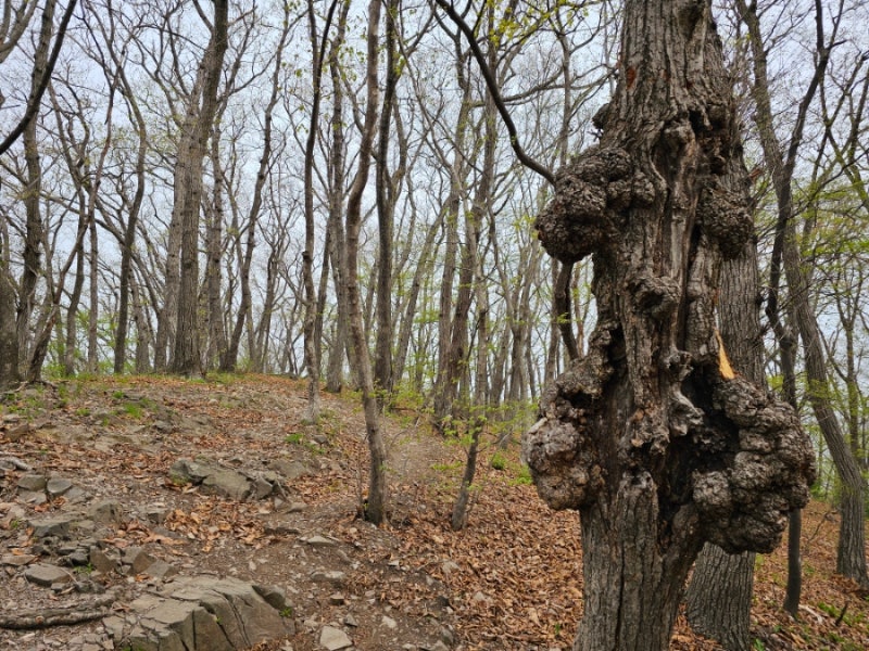 무주 적상산 등산코스 향로봉 정상과 안렴대 안국사 최단코스 산행 이야기 네이버 블로그